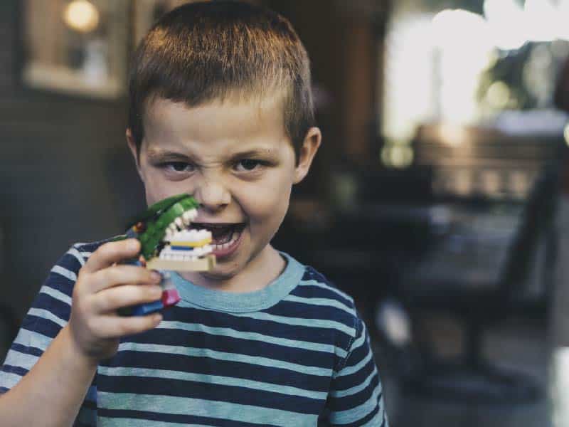 Los dientes, forma y función - Domus Dental